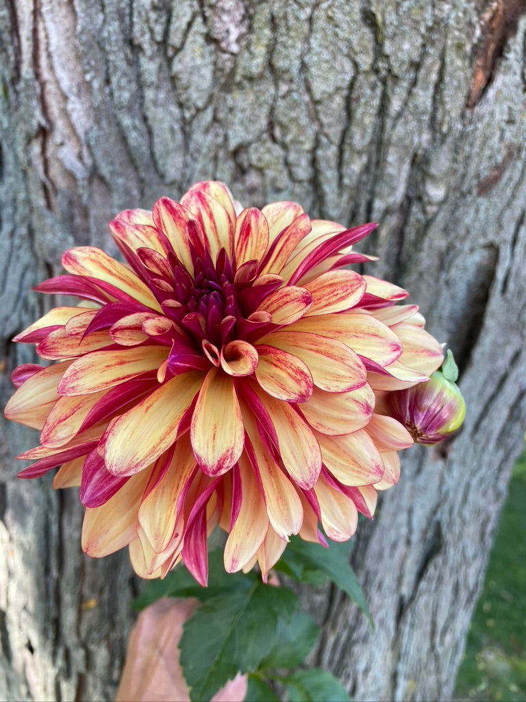 Gitts Crazy – Good One Flowers