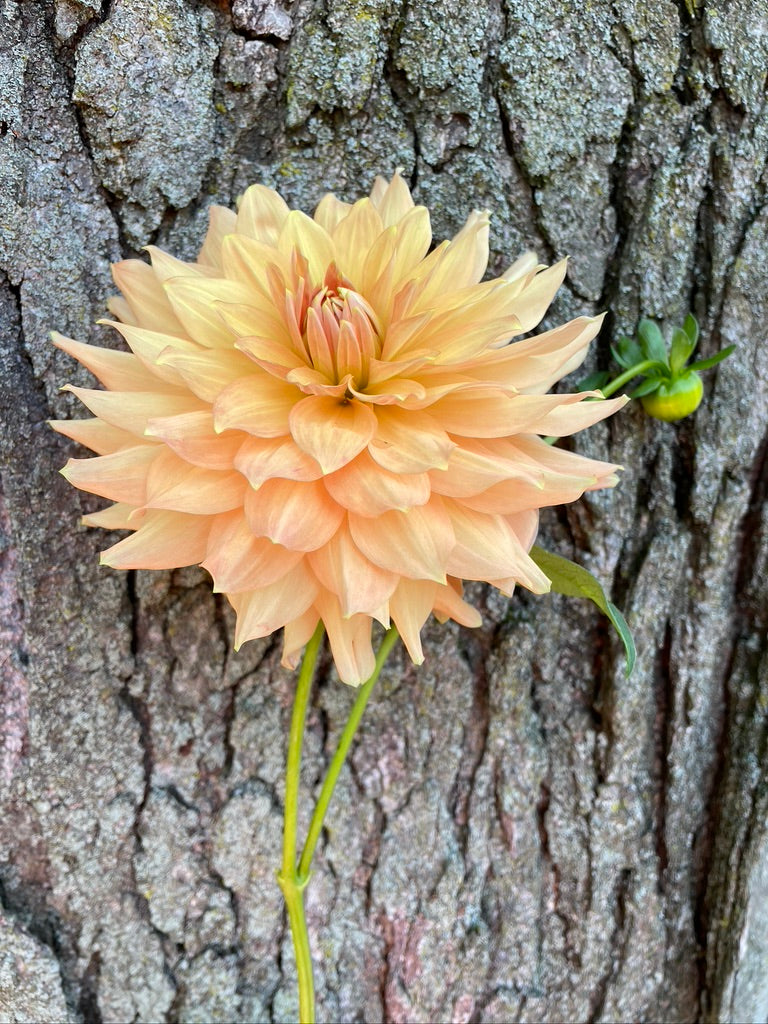 Peach Bud – Good One Flowers