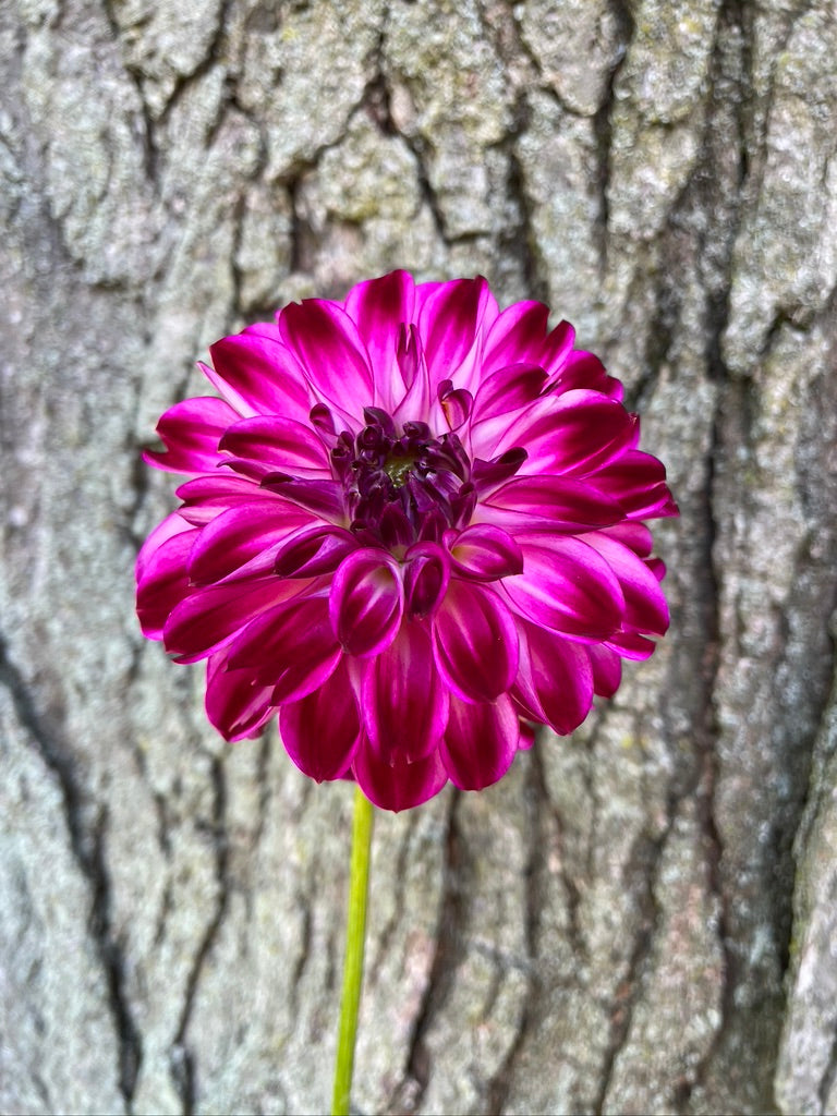 Tootles – Good One Flowers