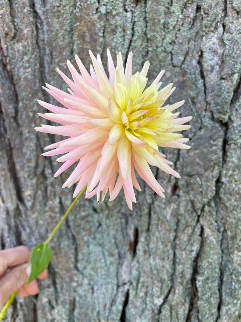 Bo Peep – Good One Flowers