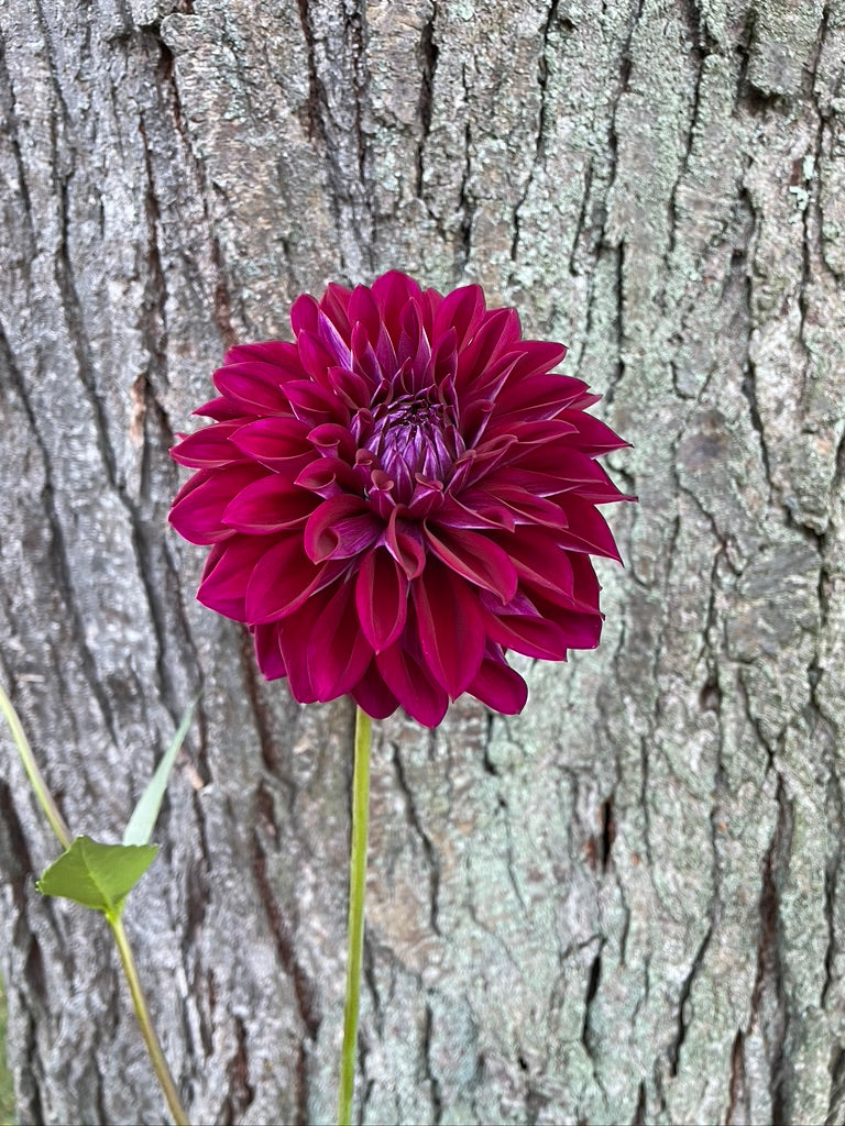 Diva – Good One Flowers