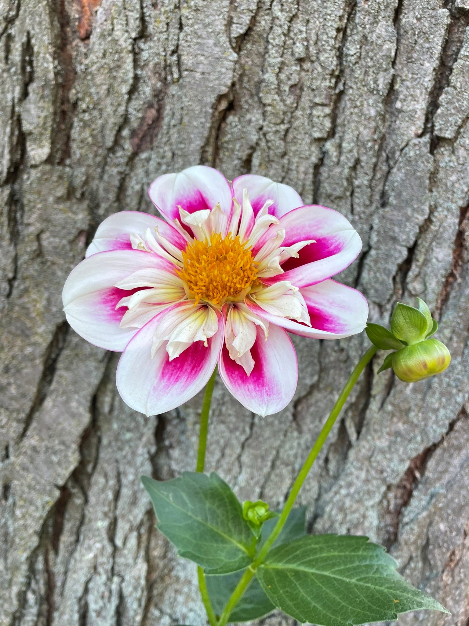 Bumble Rumble – Good One Flowers