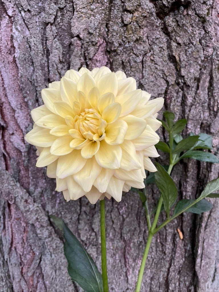 Wyn's New Pastel – Good One Flowers