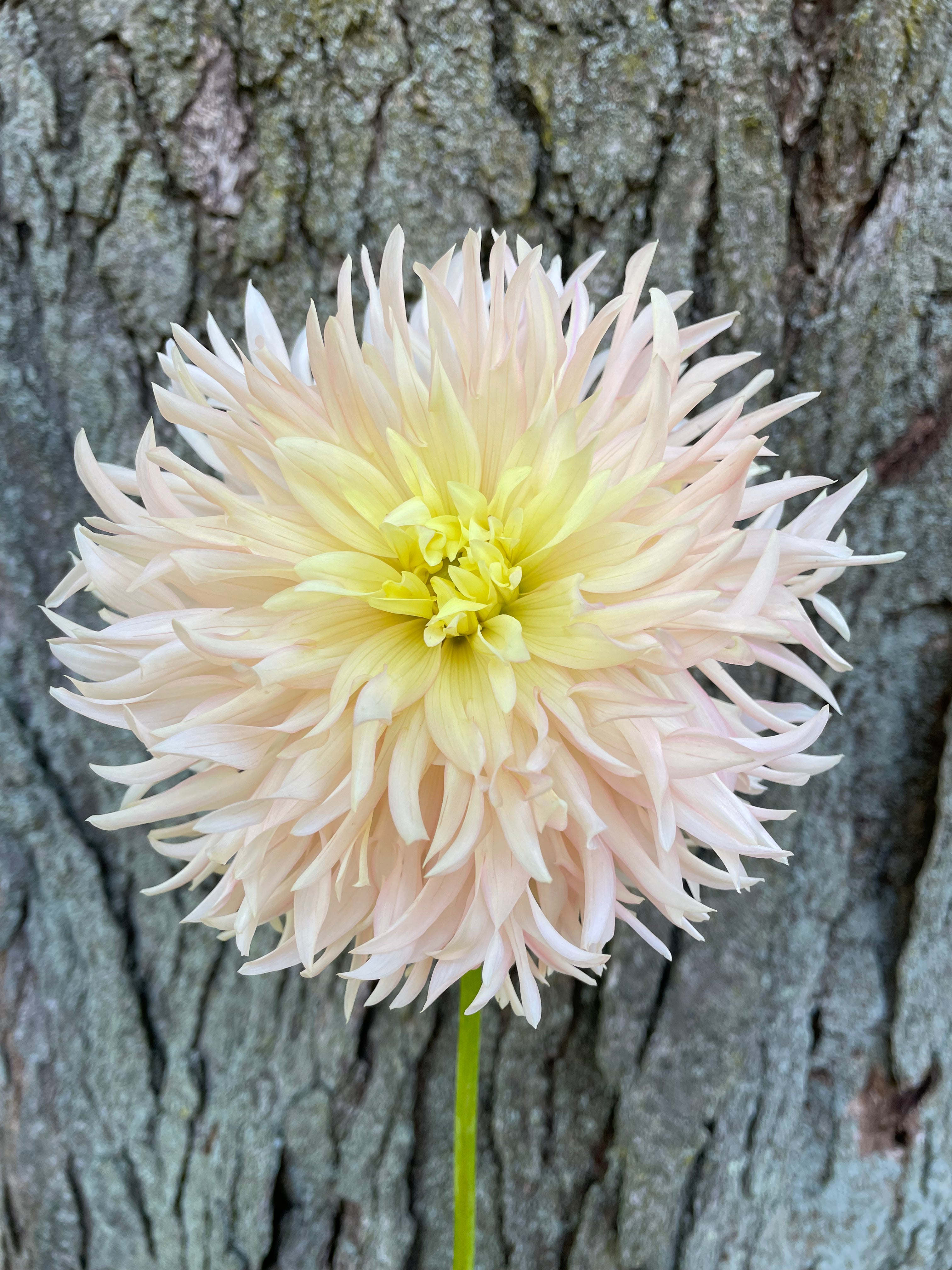 Hapet Champagne – Good One Flowers