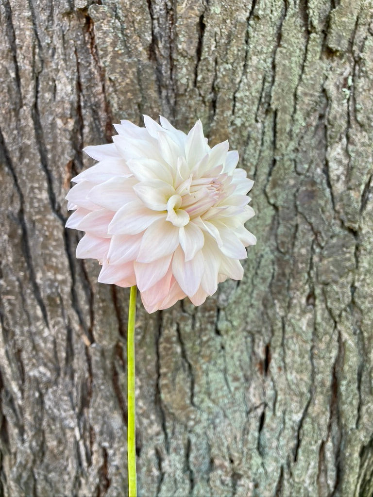 Bloomquist Compare – Good One Flowers