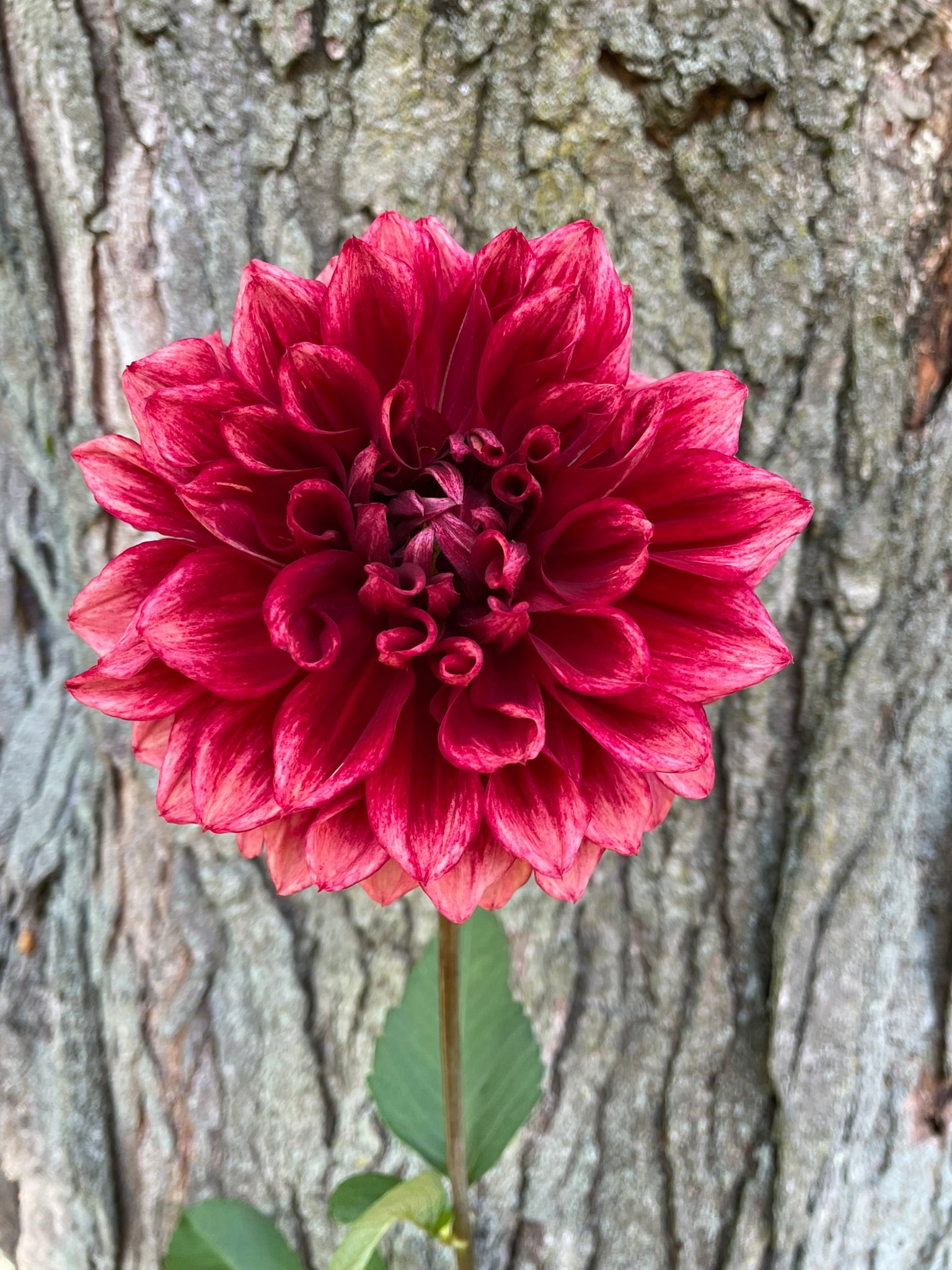 Bloomquist York – Good One Flowers